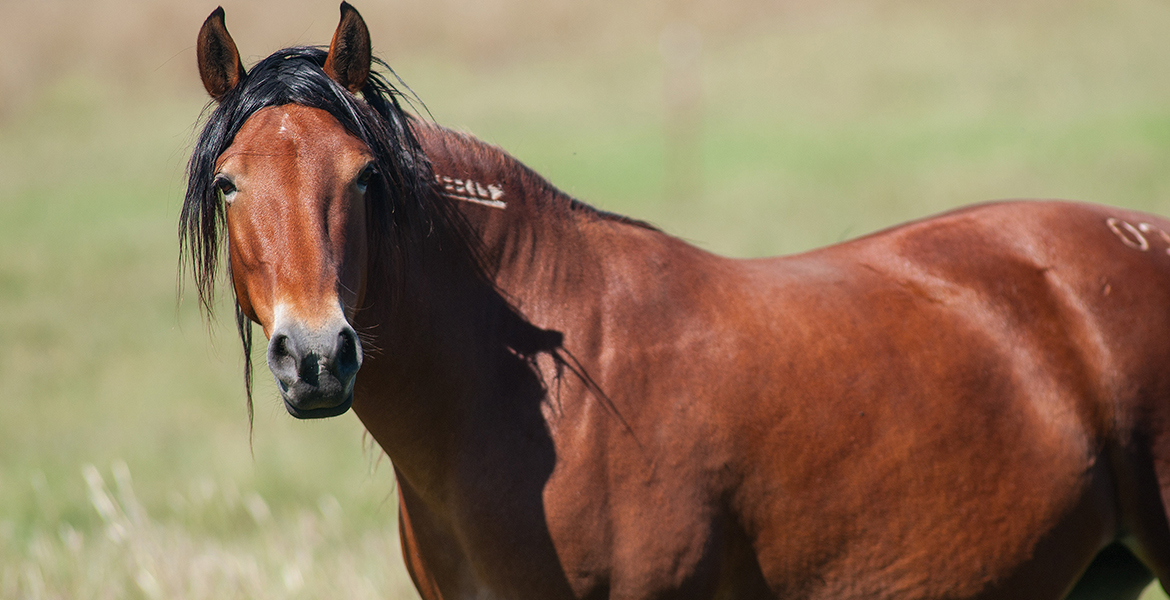 Managing for vesicular stomatitis in horses | News And Information ...