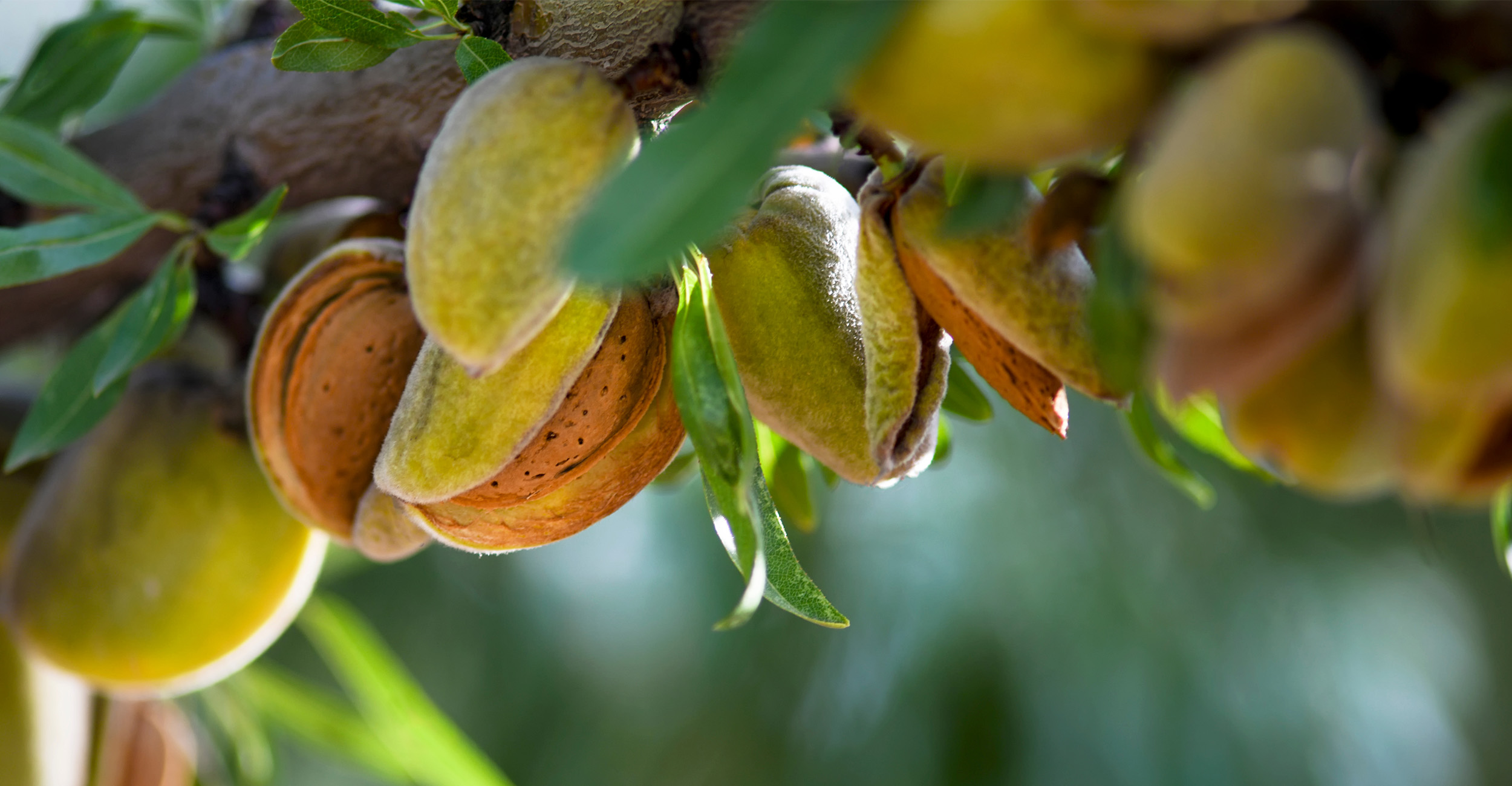 IEM professor looking to make digital twin model to improve almond ...