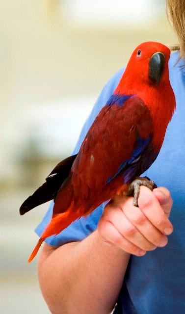 Caring For Pet Birds caring-for-pet-birds