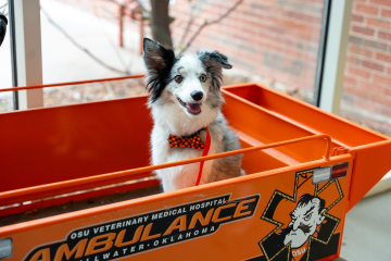 College of Veterinary Medicine | Oklahoma State University