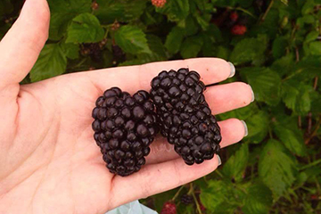 School of Hospitality and Tourism Management | Oklahoma State University